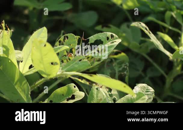 Close-up of soybean leaves damaged by insect pests in a natural farming ...
