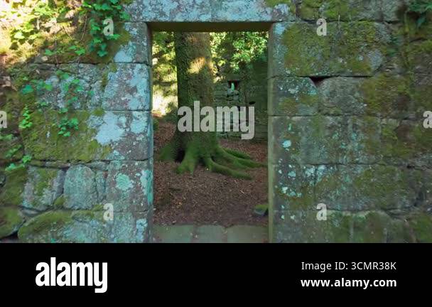 Ancient ruins of a monastery covered with green moss in Galicia, Spain ...