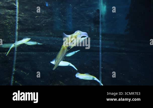 Squid swimming among fish in a tank Stock Video Footage - Alamy