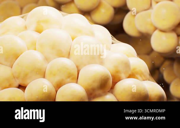 Biomedical microscopic fat cells structure, 3d rendering Stock Video Footage - Alamy