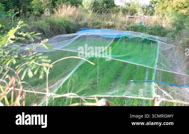 4K video of a rice field with net coverings to protect young rice ...