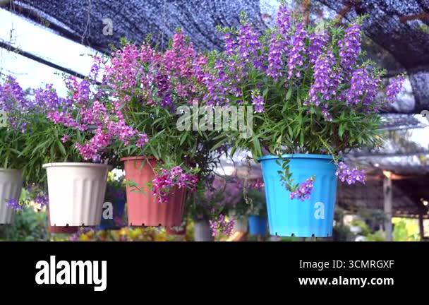 4K video of beautiful purple Angelonia flowers planted in colorful ...