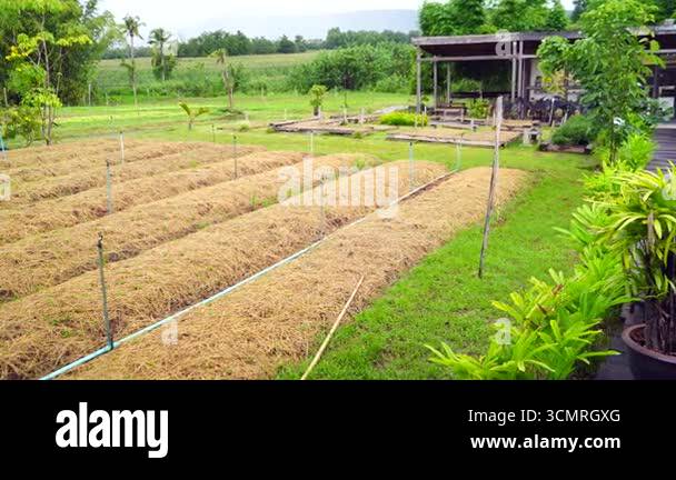 4K video of an organic home vegetable garden with mulched beds covered ...