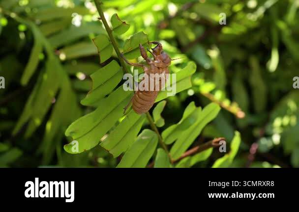 A cicada shell clings to a vibrant green fern in bright sunlight ...