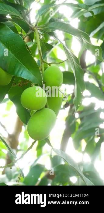 Mango tree. Mango fruit hanging on a tree in mango farm. Healthy ...