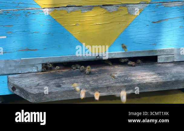 Slow-motion close-up of a beehive entrance showing bees flying out and ...