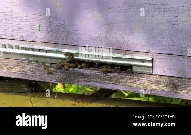 Slow-motion close-up of a beehive entrance showing bees flying out and returning with nectar ...