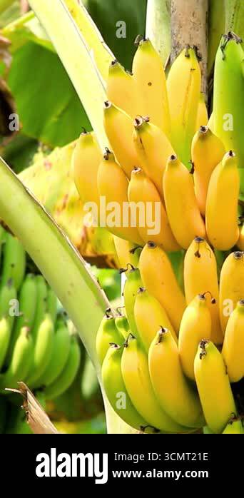 Banana tree closeup. Ripe banana fruit swaying in wind. Bunch of ...