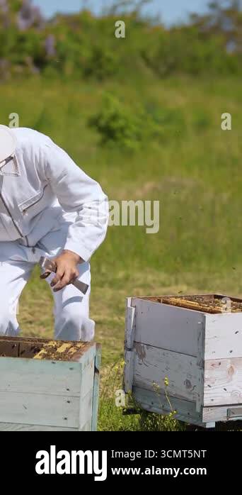 Bee farmer working with beehives. Organic summer hive beekeeping ...