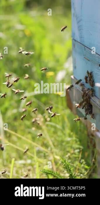 Bees flying arround the beehive. Close up of swarm honey bees flying ...