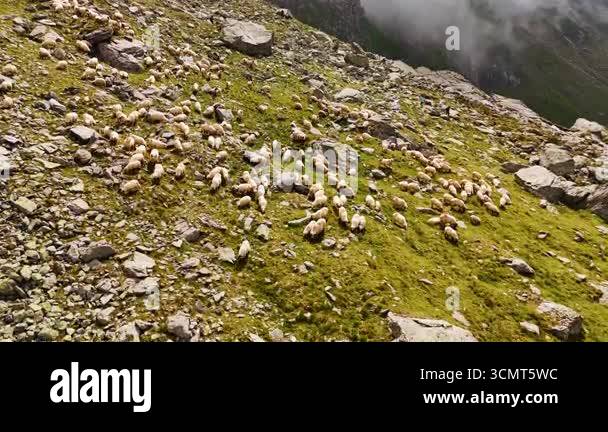 Approaching the large flock of white sheep grazing in the mountains ...