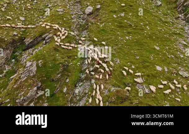 White sheep flocking by the mountain slope. Drone footage approaching ...