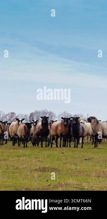 White, grey, and brown black-muzzled sheep in a big flock. Domestic ...