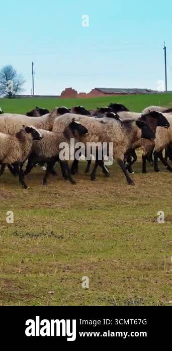 Cute fluffy sheep run by the field. White and brown domestic animals in ...