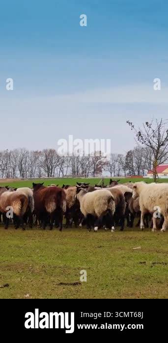 Small cattle on the pasture. Back view of the flock of sheep walking ...