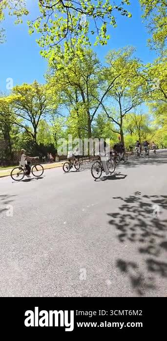 Sunny day cycling in Central Park. People ride bicycles along a tree ...