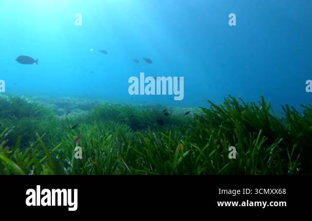 Underwater scene - reef fish over a posidonia seabed field - Nature ...