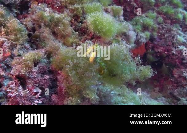 Little marine life - Yellow seahorse in a green algae Stock Video ...