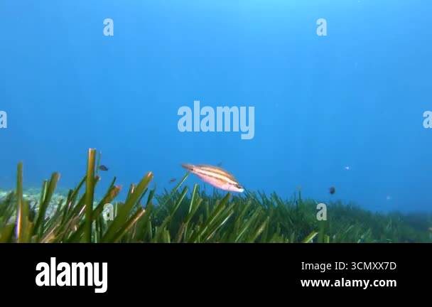 POV Scuba diving over a Posidonia seabed Stock Video Footage - Alamy