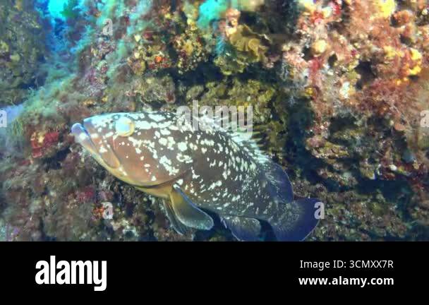 Nature undersea - Grouper fish with a sick eye Stock Video Footage - Alamy