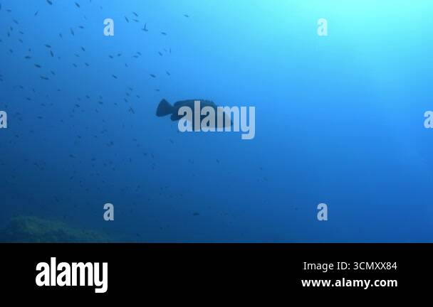 Big grouper fish in blue sea water - Mairne life in Mediterranean Sea ...