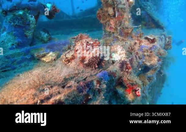 Marine life shipwreck Stock Videos & Footage - HD and 4K Video Clips ...