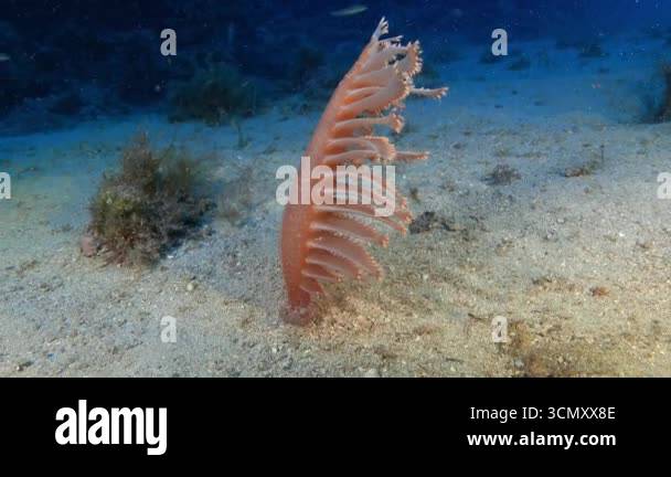 Deep underwater - Sea pen 46 meters depth Stock Video Footage - Alamy