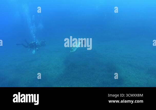 Underwater scene - Grouper fish with two scuba divers Stock Video ...