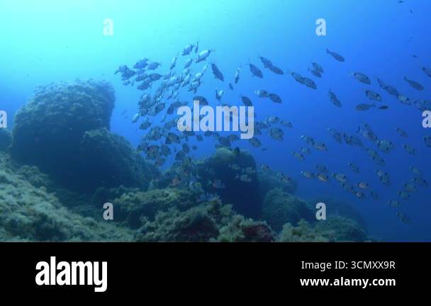 Big school of two banded bream fish in dark blue water Stock Video ...