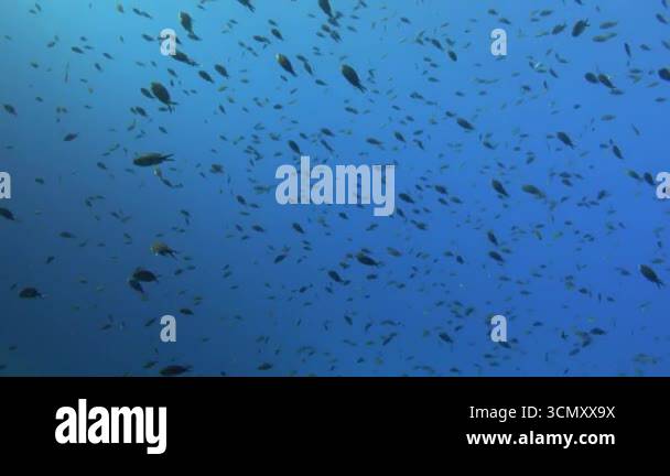 Damselfish shoal in blue Mediterranean Sea water Stock Video Footage ...