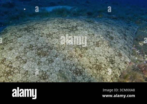 Very big sea ray stills in a deep seabed - Scuba diving in Majorca ...