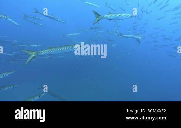 Wildlife underwater - Scuba diving with a big school of barracuda fish ...
