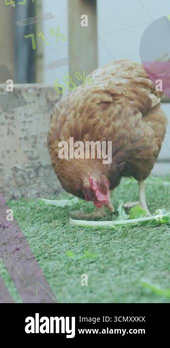 Animation of data processing over chicken on grass. Animal, digital interface and data ...