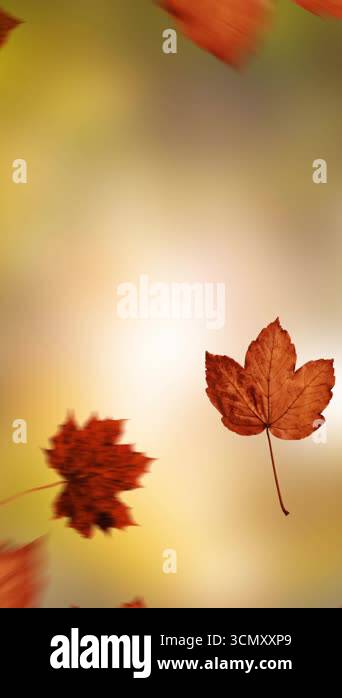 Animation of leaves falling over autumn scenery. nature, seasons ...