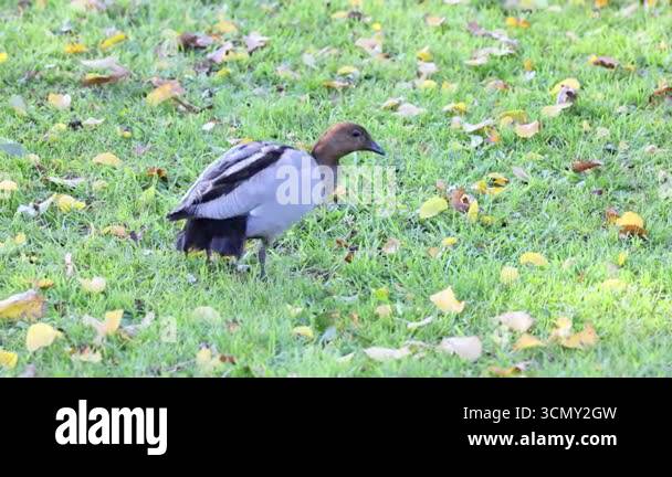 Duck with broken leg moving on grass Stock Video Footage - Alamy