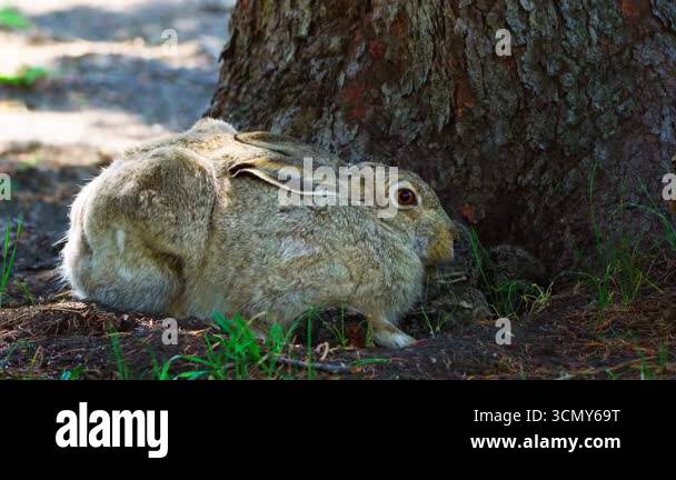 A wild hare tends to her four newborns in a nest at the base of a pine ...