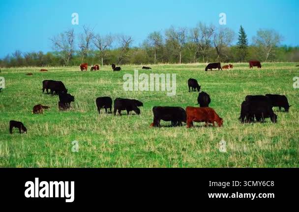 A herd of cows and calves of various colors grazing on a vibrant green ...