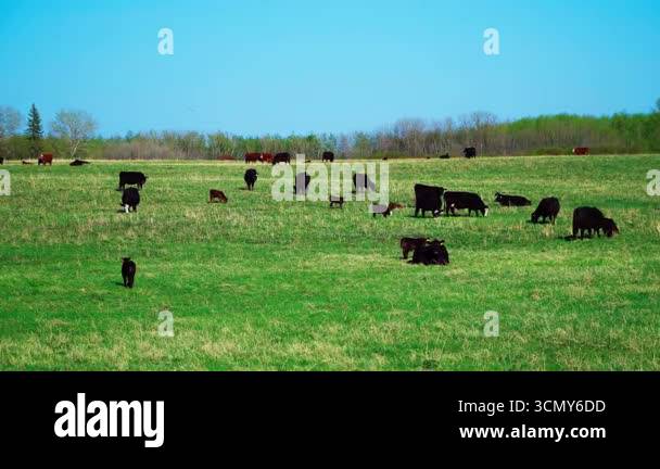 A herd of cows and calves of various colors grazing on a vibrant green ...