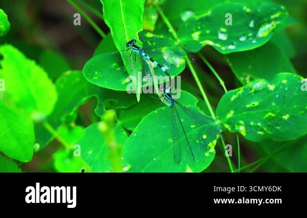 Insects crawl and rest on bright green leaves in a forest during a ...