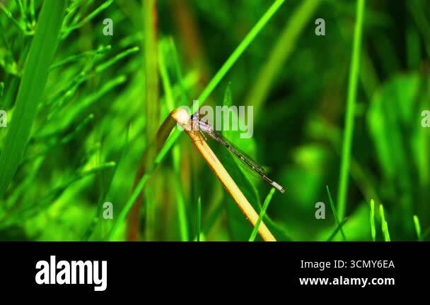 Insects crawl and rest on bright green leaves in a forest during a ...