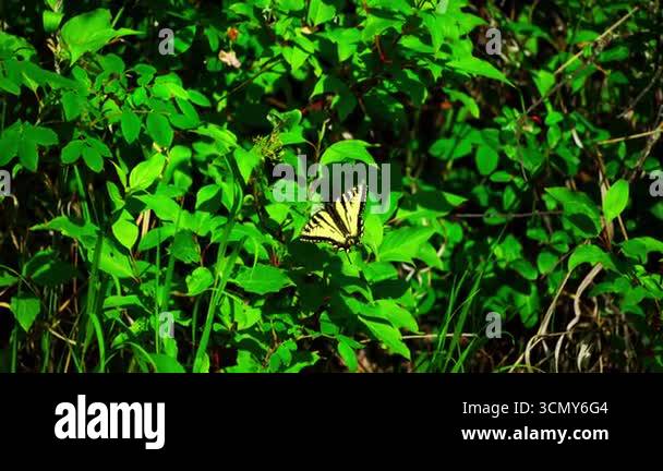 Canadian butterflies Stock Videos & Footage - HD and 4K Video Clips - Alamy