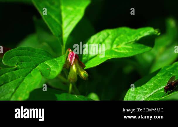 Insects crawl and rest on bright green leaves in a forest during a ...