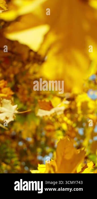 Super Slow Motion of Falling Autumn Maple Leaves against Blue Sky ...