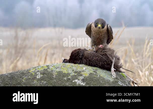 Peregrine falcon sitting on its prey, protecting it with its wings and ...
