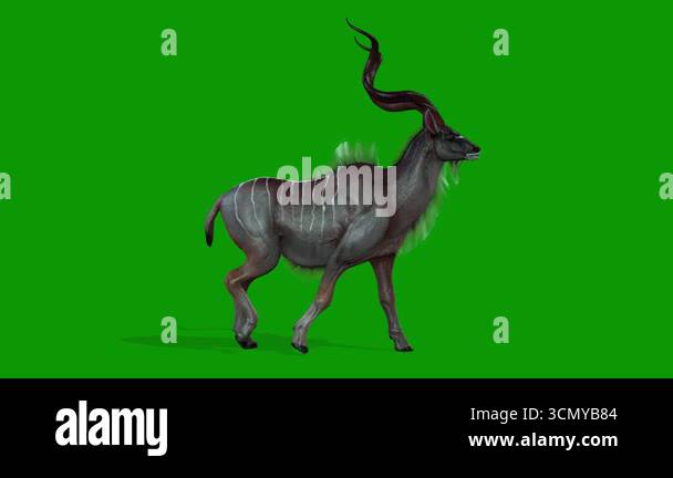 Green Screen 3D Kudu Animation Walking Right-Wildlife Render Stock ...
