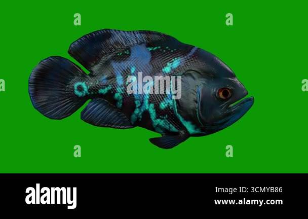 Beautiful Blue Oscar Fish Swim Right 3D Animation On Green Screen Stock ...