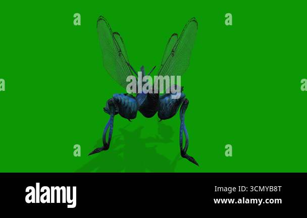 3D Creepy Bug Monster idle Scene Back Side on Green Screen Background ...