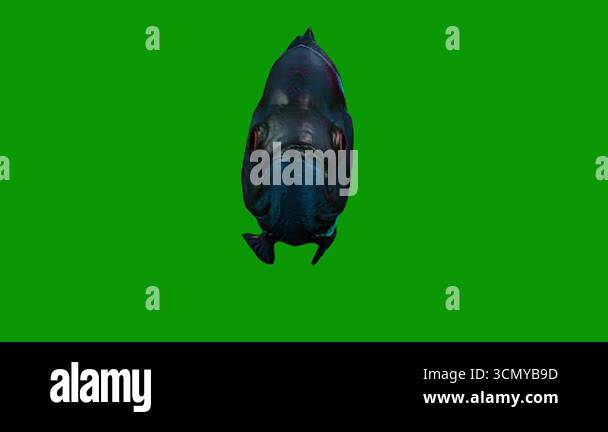 Beautiful Blue Oscar Fish Swim Front 3D Animation On Green Screen Stock ...
