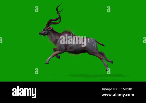 Green Screen 3D Kudu Animation Run Fast Left-Wildlife Render Stock ...