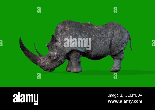 Realistic Rhino idle Scene Left Side 3D Rendering Animation on Green ...